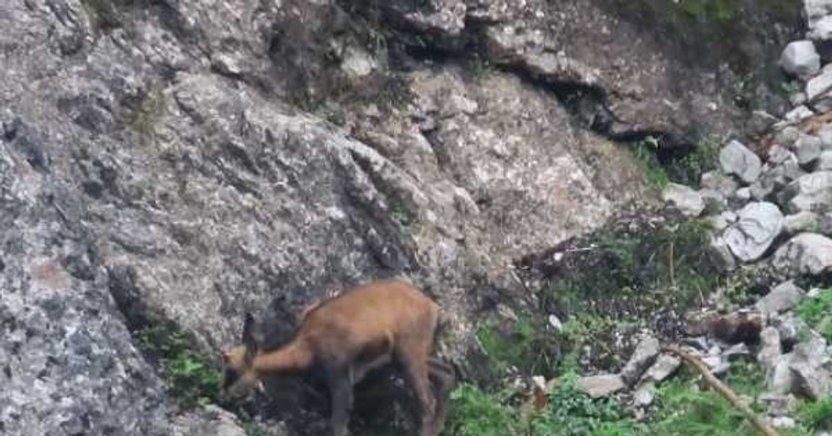 VIDEO Imagini rare din Parcul Natural Apuseni. Ied de capră neagră ...