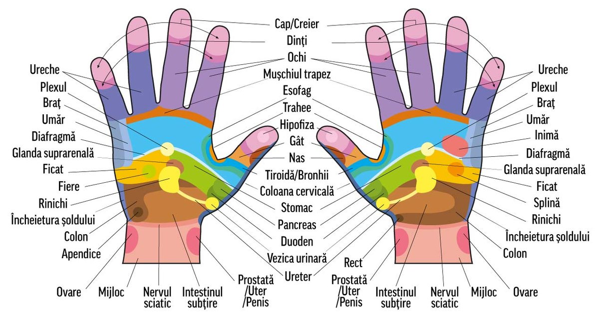 Harta organelor interne din palme. Reflexologia te ajută să scapi de durere