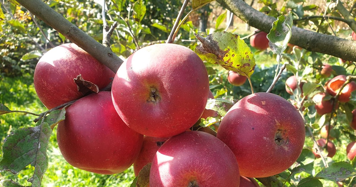 România, bătută măr de Polonia la producția de mere. „Plantațiile vechi ...