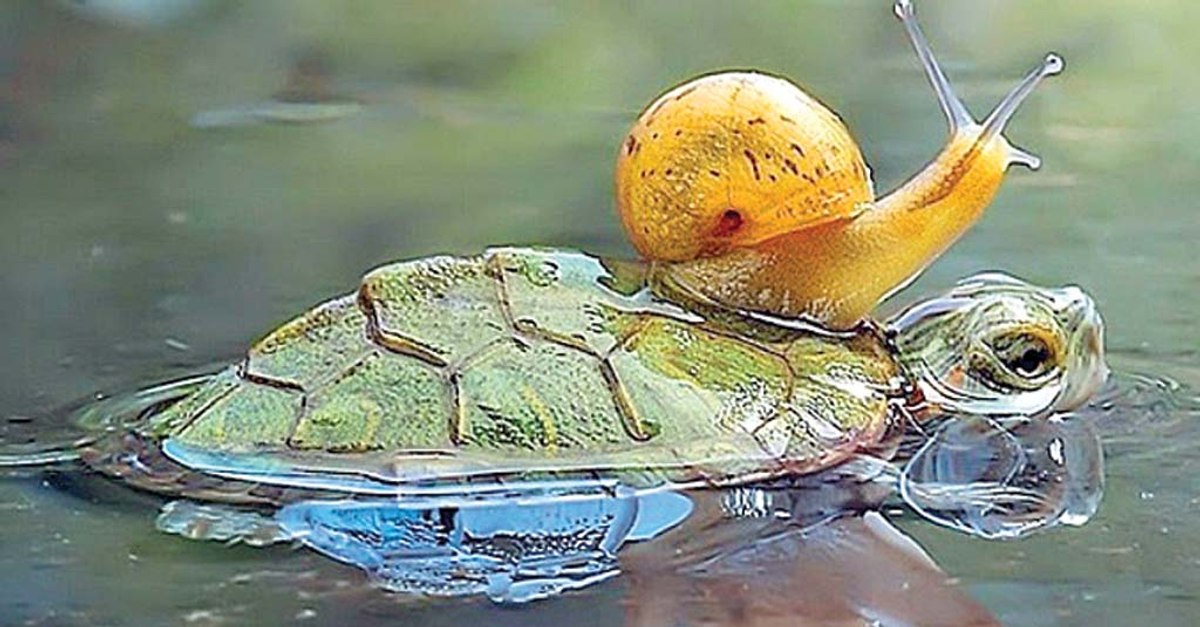 Melcul şi-a angajat broască să-l treacă apa