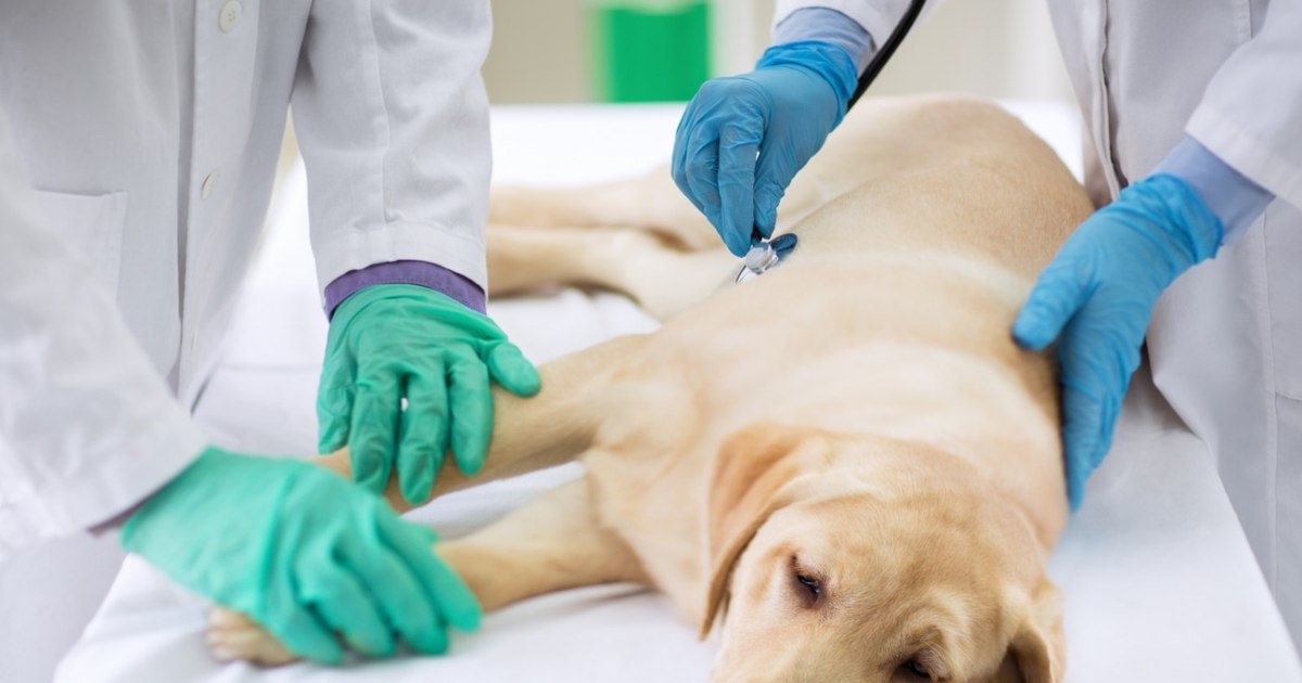 Un medic stomatolog care s-a dat drept veterinar a omorât în timpul ...