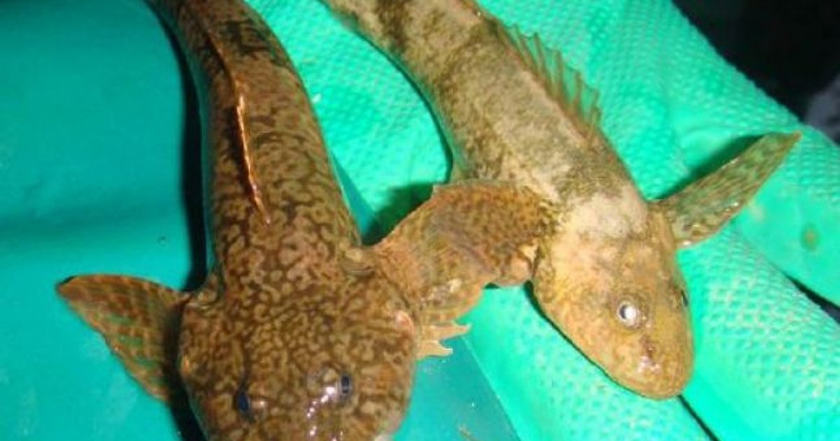 Aspretele, peştele contemporan cu dinozaurii, ignorat în România ...