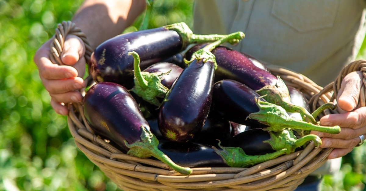 Trucul care te ajută să ai vinete fără gust amar și recoltă bogată. Nu ...