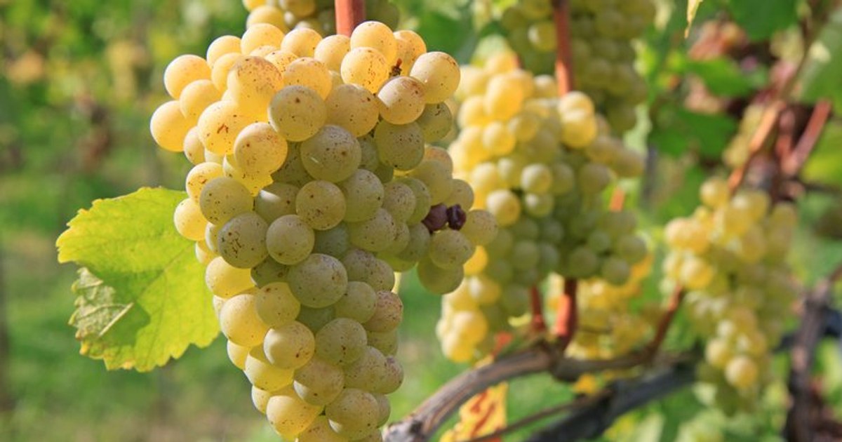 Producții bune în podgorii, viticultori nemulțumiți din cauza prețului ...