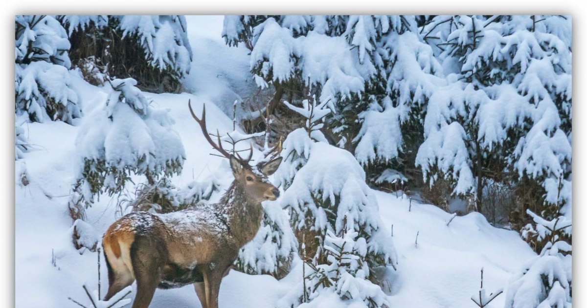 Momentul în care un cerb își amenajează un culcuș în zăpadă, după care ...