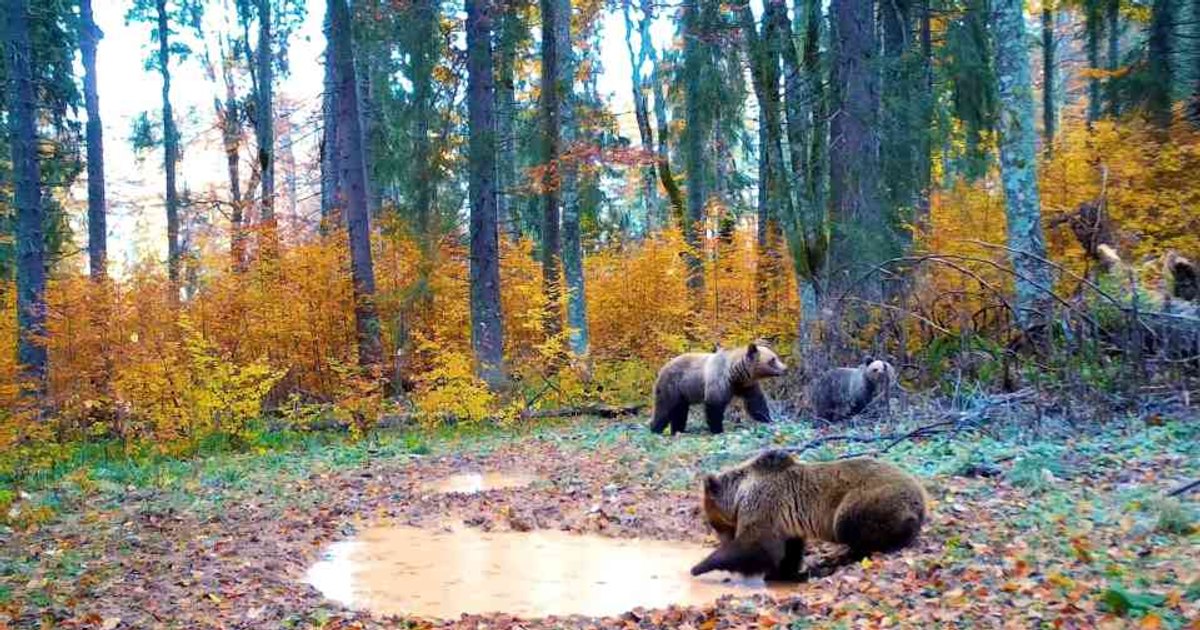 Imagini unice cu animale sălbatice în Apuseni. Ursul, râsul și cerbul ...