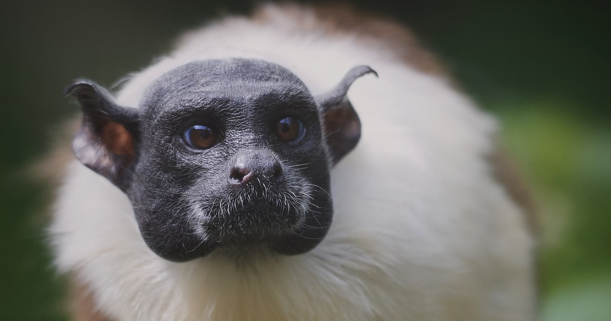 Soarta unei maimuțe pe cale de dispariție depinde de politica de ...