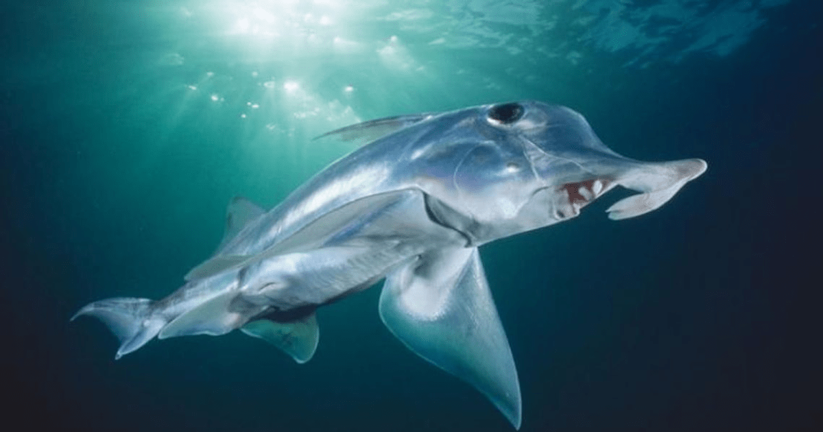 Cel mai misterios rechin, mai bătrân decât dinozaurii, filmat pentru ...