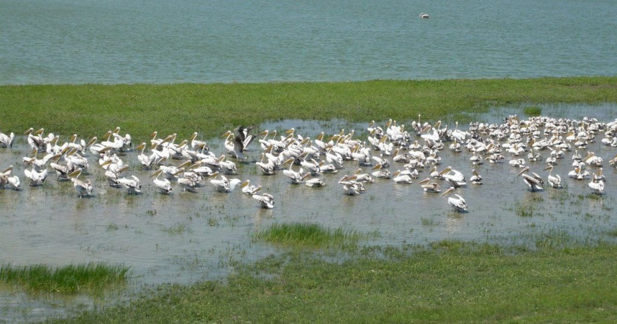 Atracţiile sălbatice de la Dunăre. Ostroave-junglă cvasinecunoscute ...