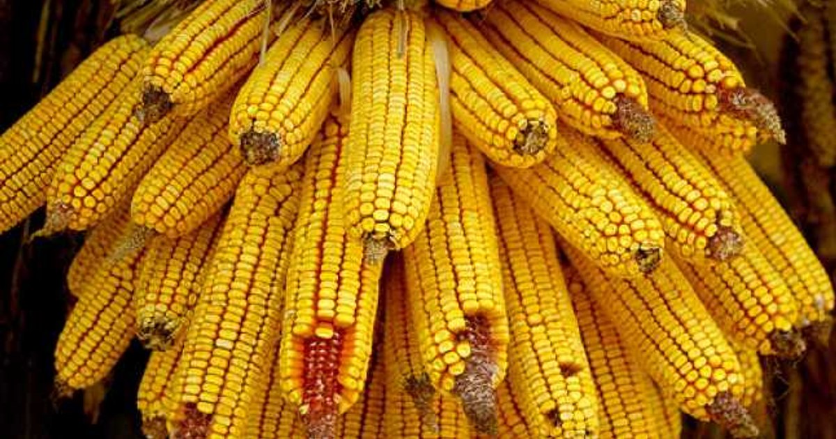 România, cea mai mare producţie de porumb din ultimii 35 de ani. SUA ...