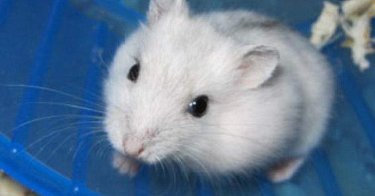 Hamsterul pitic siberian