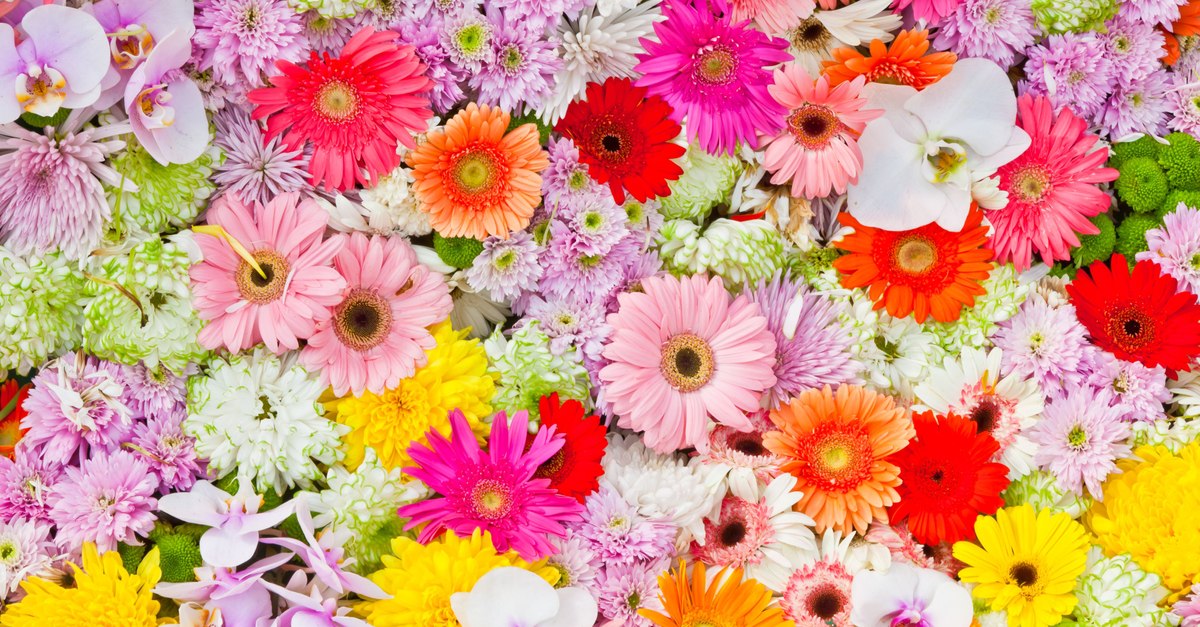 Cea mai rară floare din România. Înflorește doar o săptămână pe an și e ...