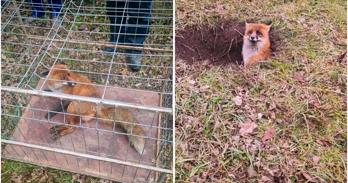 O vulpe blocată în vizuina din curtea unui liceu, salvată de pompieri ...