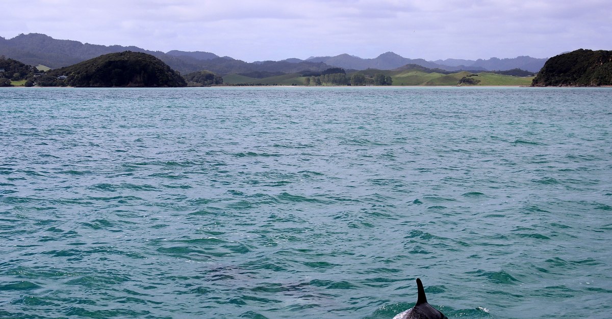 Delfinii au migrat din Marea Neagră în Dunăre. Care sunt motivele