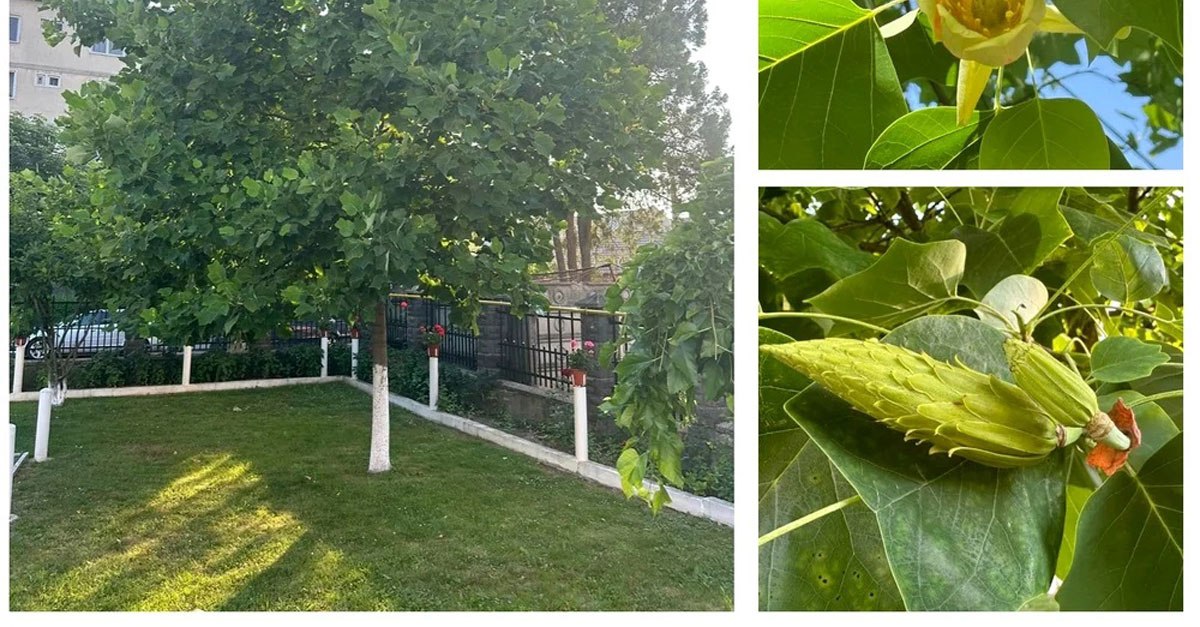 Orașul din România unde se regăsește copacul cu lalele. Când l-au văzut ...