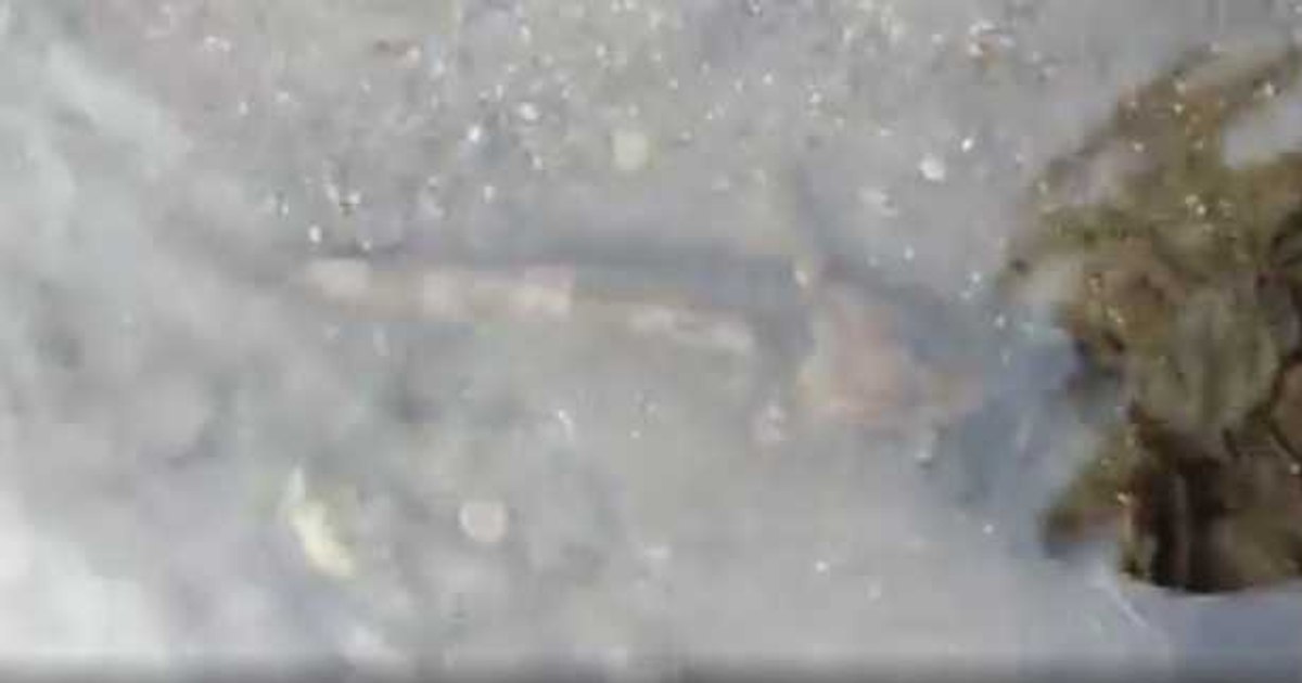 VIDEO Aspretele, peştele contemporan cu ultimii dinozauri, identificat ...