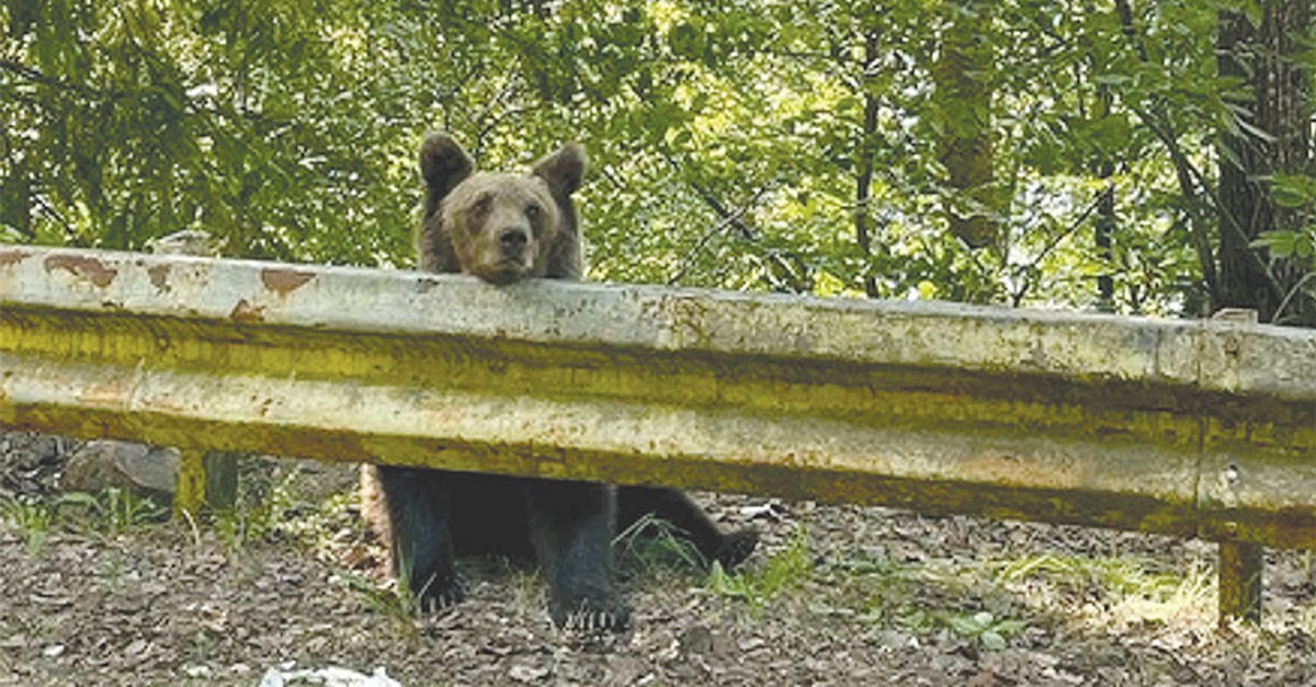 Urşii gunoieri pun stăpânire pe Transfăgărăşan