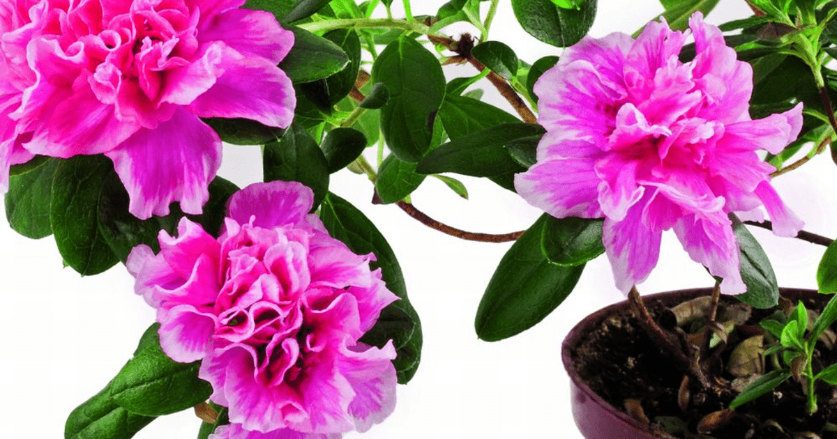 Flori care înfloresc iarna. TOP 4 Cele mai frumoase