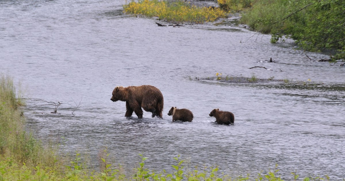 Urs speriat de pescari în timp ce trece Oltul înot. Culoar folosit des ...