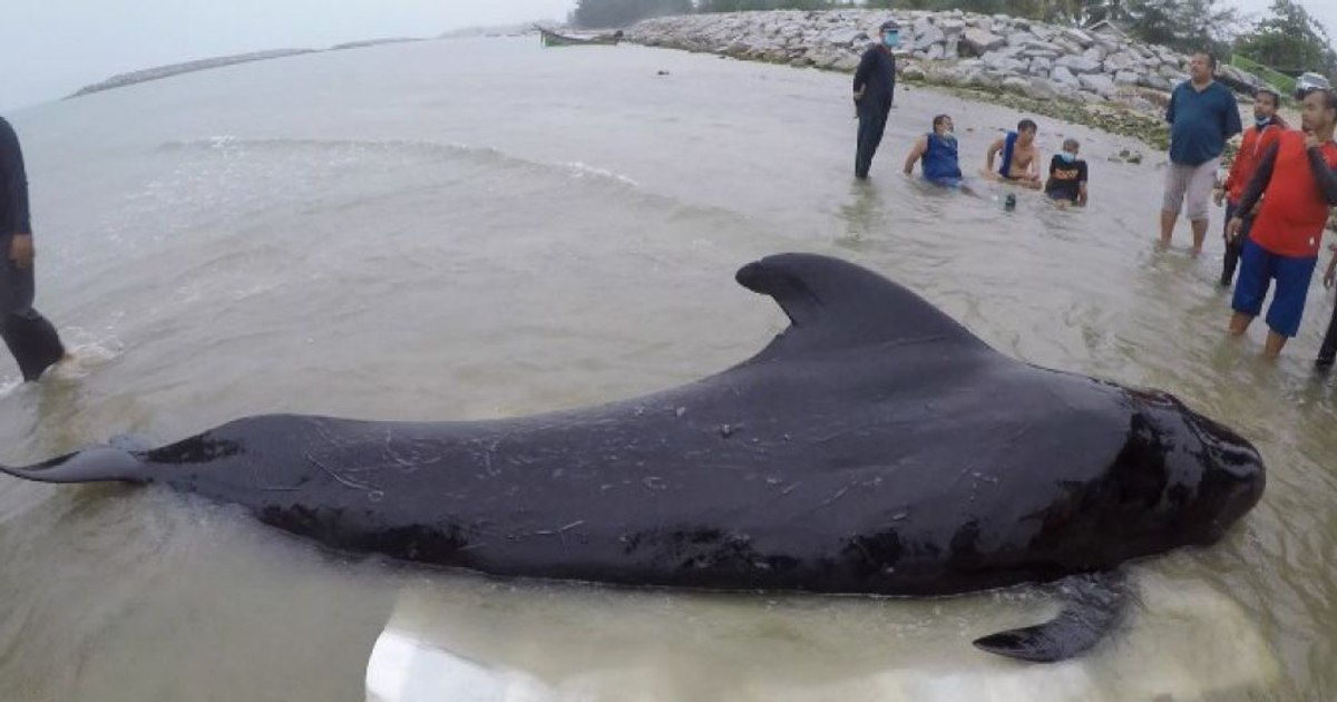 Un pui de balenă a murit după ce a înghiţit 8 kilograme de plastic în ...