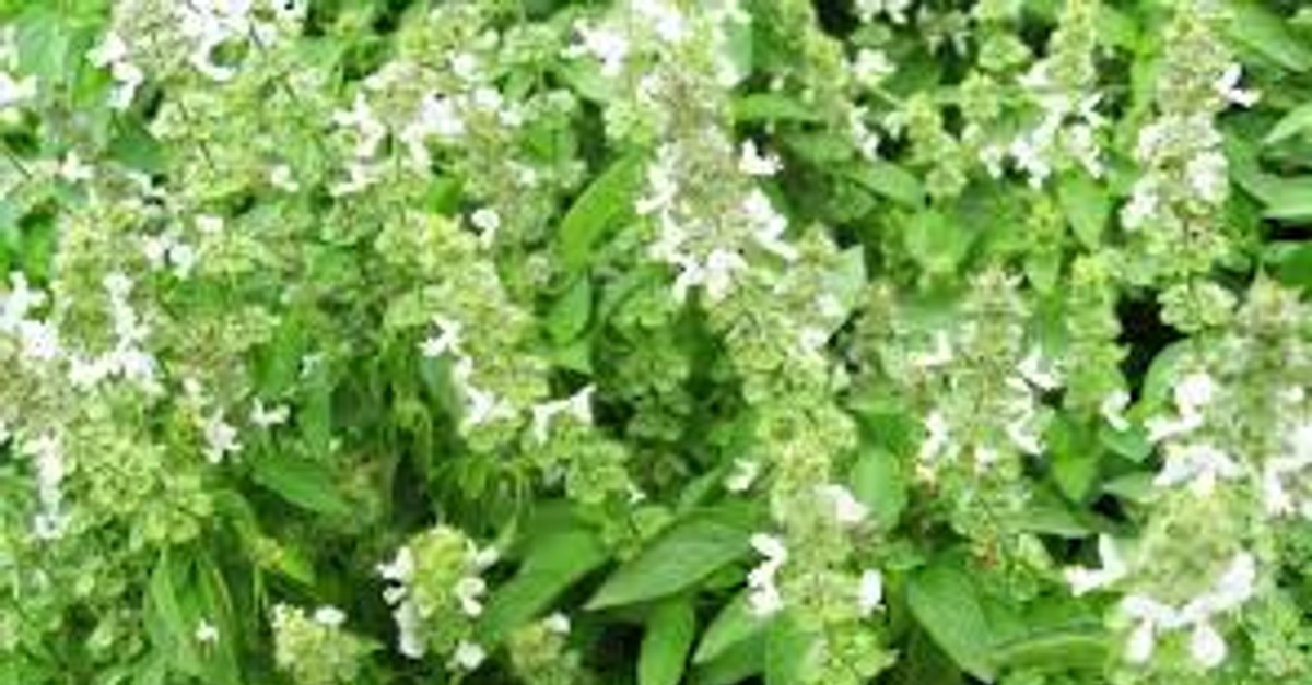 Busuiocul, un remediu care vindecă trupul și sufletul