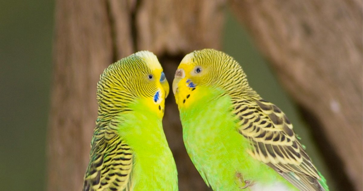 Cele mai rare păsări din lume au ajuns la Timişoara | adevarul.ro