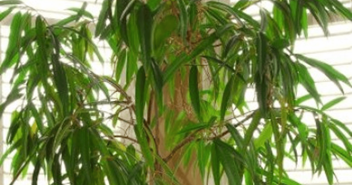 Ficusul absoarbe substanţele chimice din casă