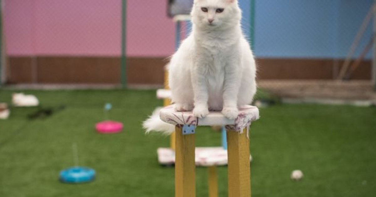 Sunt pisicile „psihopate”? Ce arată informaţiile unui sondaj efectuat ...