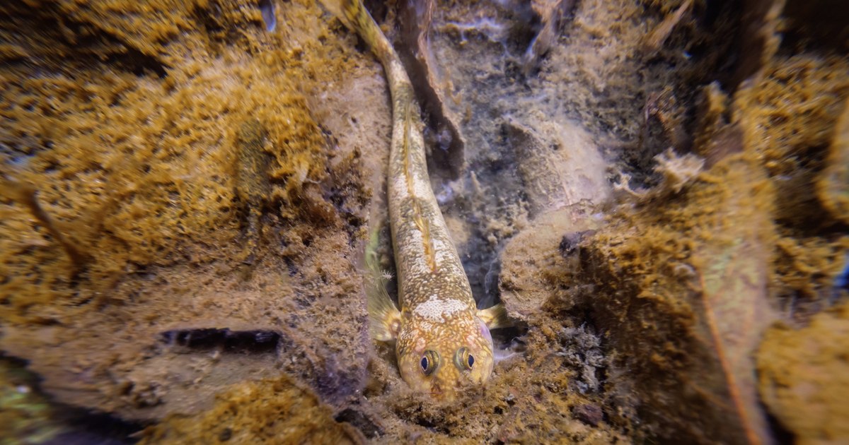 Aspretele, cel mai rar pește din Europa. Valea Vâlsanului din Argeș ...