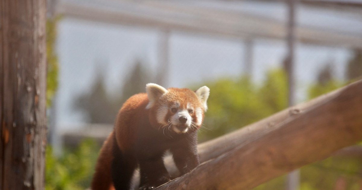 Pui de panda roşu | adevarul.ro