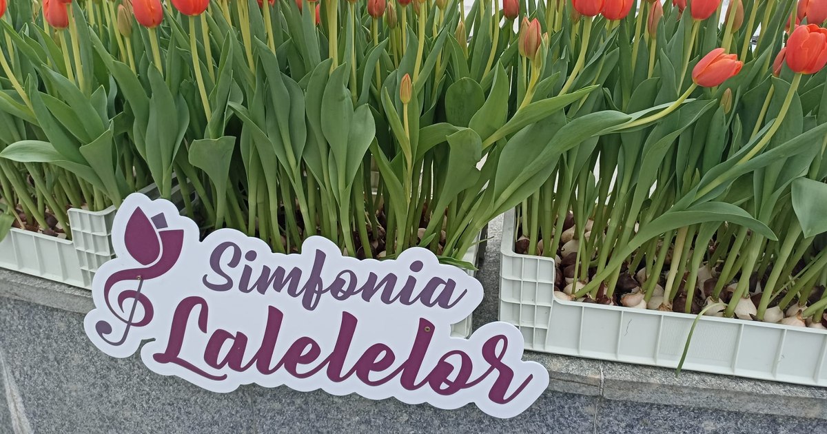 Peste 70.000 de lalele la cea mai mare expoziție florală din România ...