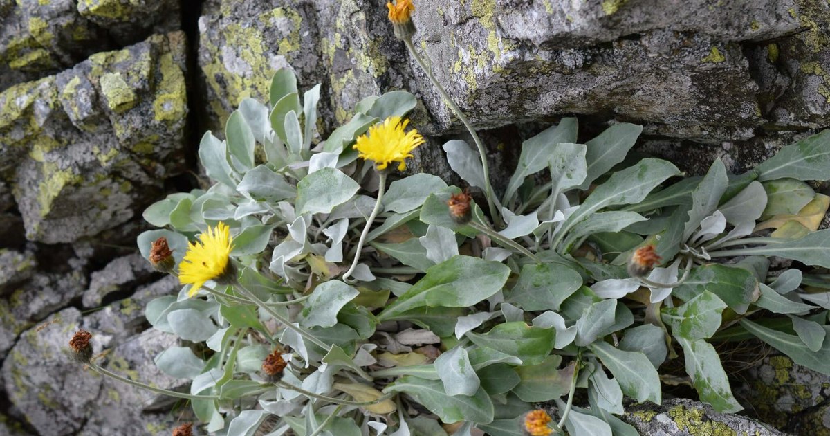 Una dintre cele mai vechi plante de pe Pământ a fost descoperită în ...