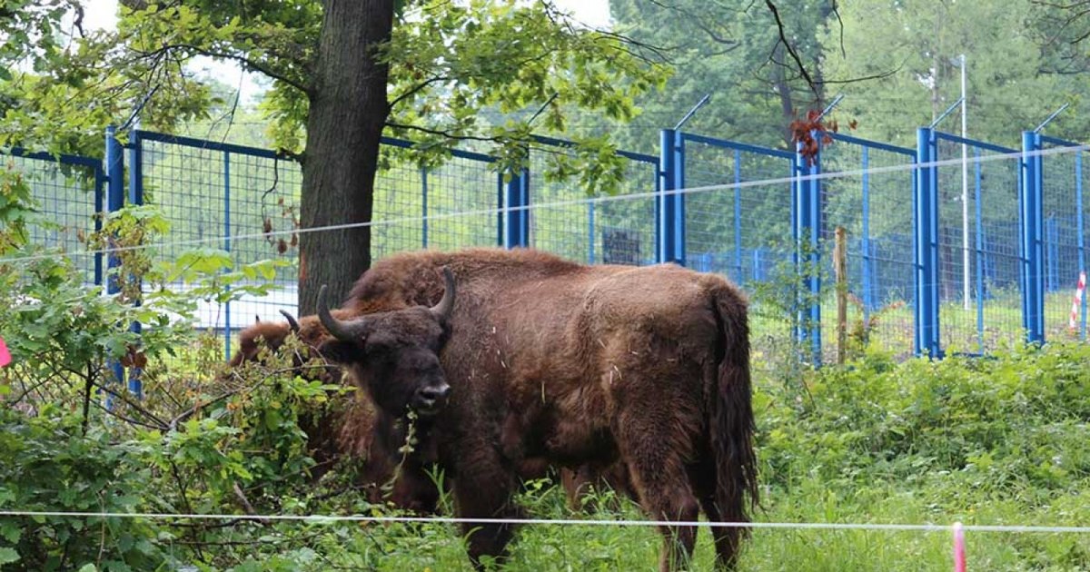 Premieră la Grădina Zoologică din Hunedoara: o pereche de zimbri a fost ...