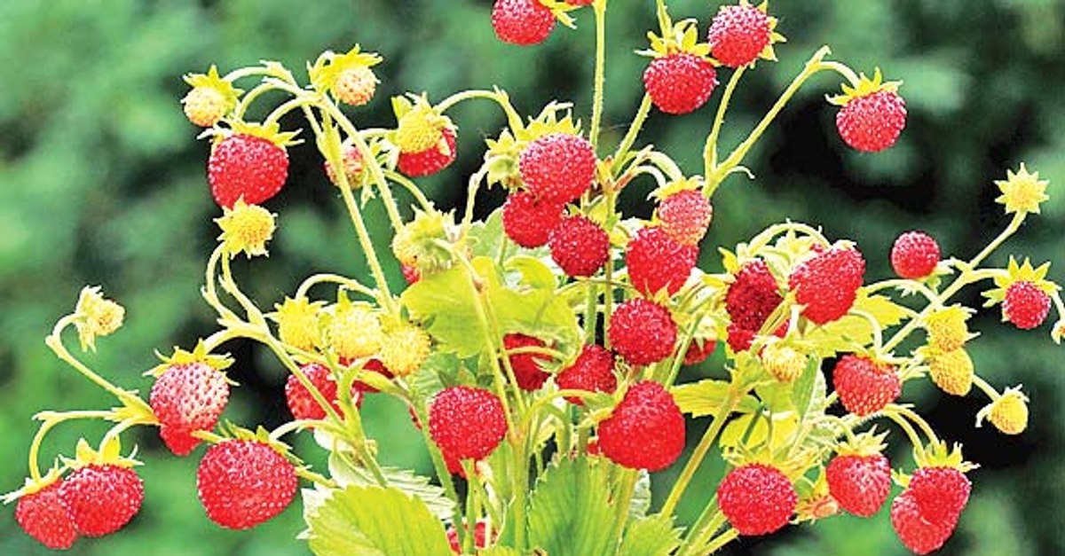 Fragii previn diabetul