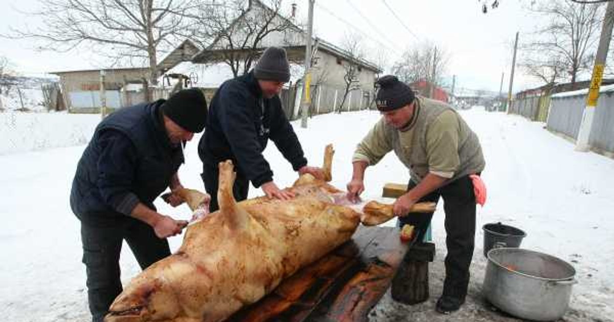 Ignatul la români. Care este legătura între tăierea porcilor şi sfântul ...