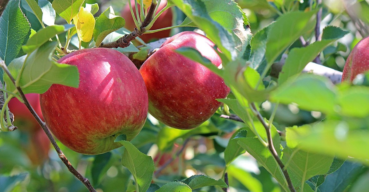 Ce îngrășământ trebuie să pui la rădăcina merilor și a perilor, pentru ...