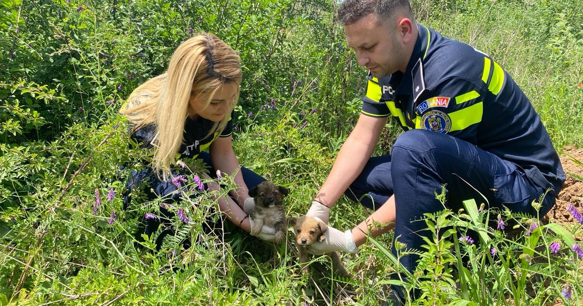 Cum se pedepsește cruzimea față de animale. Faptele pentru care ...