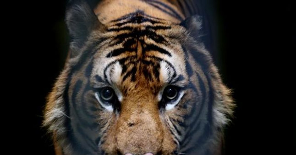 Cum văd americanii România: un tigru la Marea Neagră? | adevarul.ro