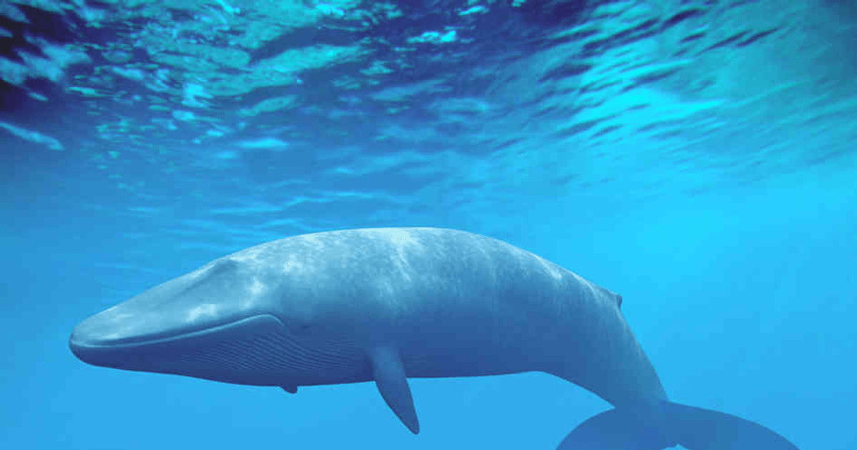 Balena albastră – un mamifer gigant despre care ştim puţine lucruri