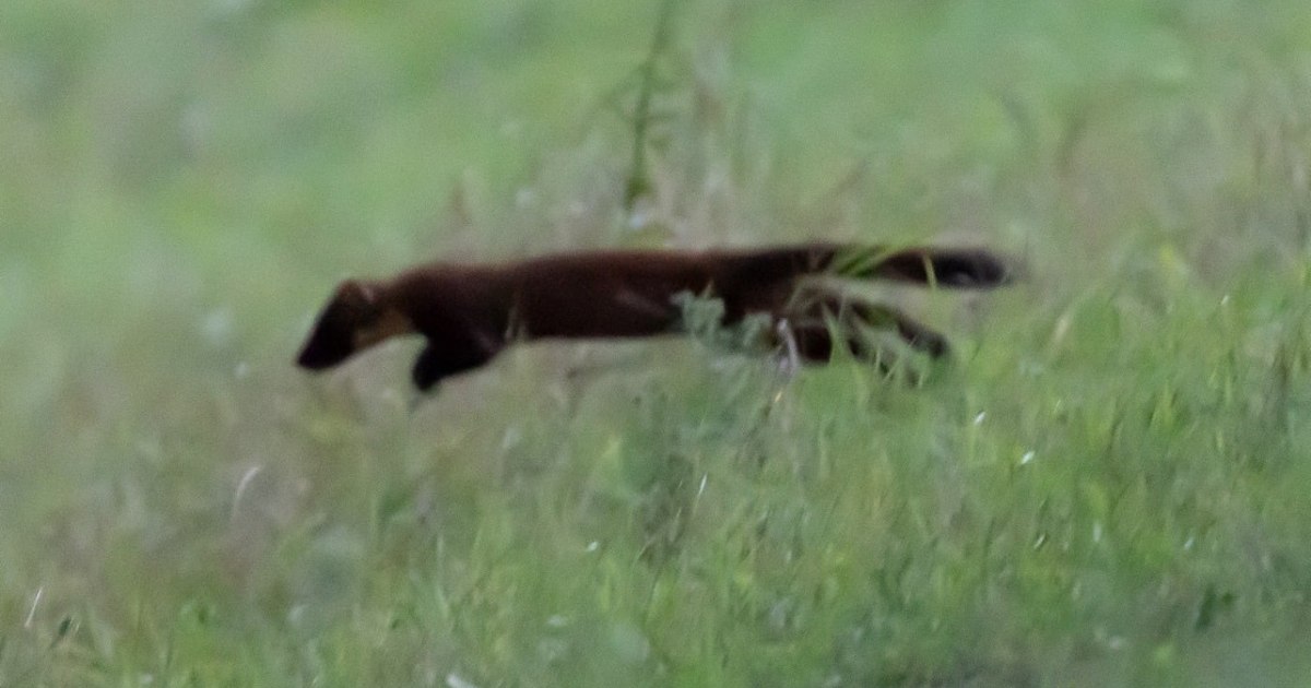 Apariţie rară în pădurile din jurul Iaşului. Jderul de copac, o ...