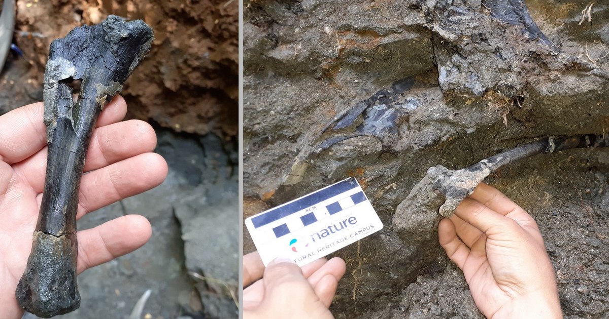 Fosile de dinozauri unice în lume au fost găsite în Țara Hațegului. Cum ...