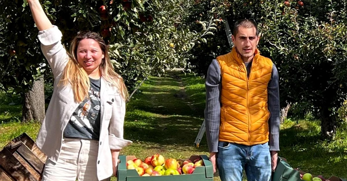 «Frumosul de Voineşti» este gata de cules! Producătorii au început deja livrările de fructe ...