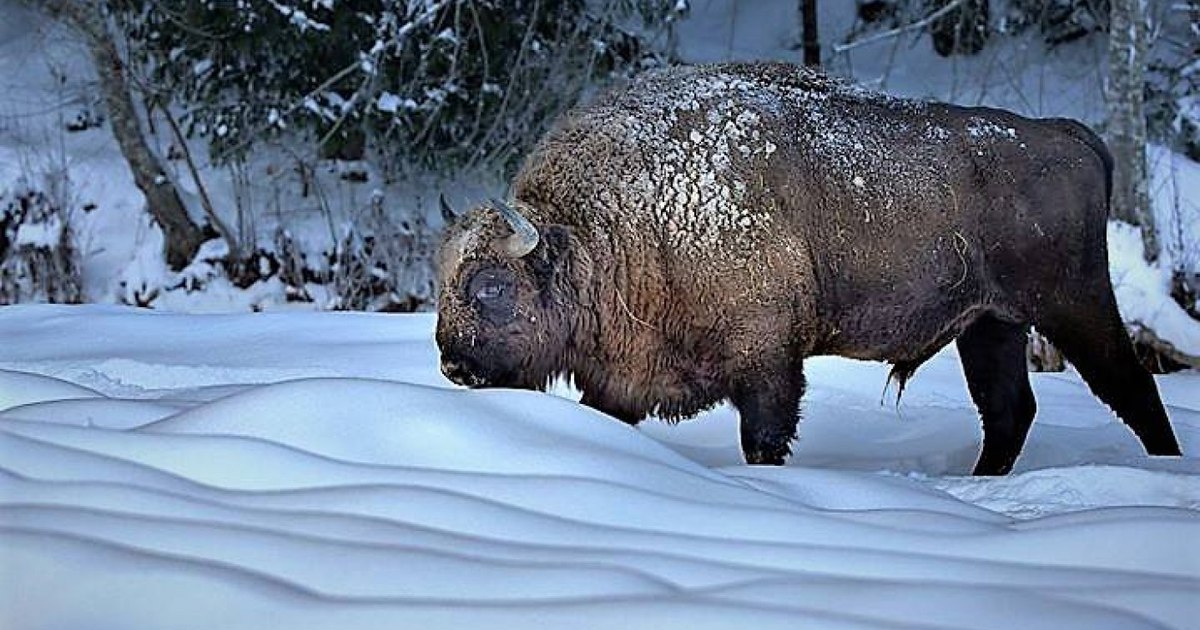 Întâlnirile cu zimbrii, tot mai dese în pădurile din Carpaţi. Cum ...