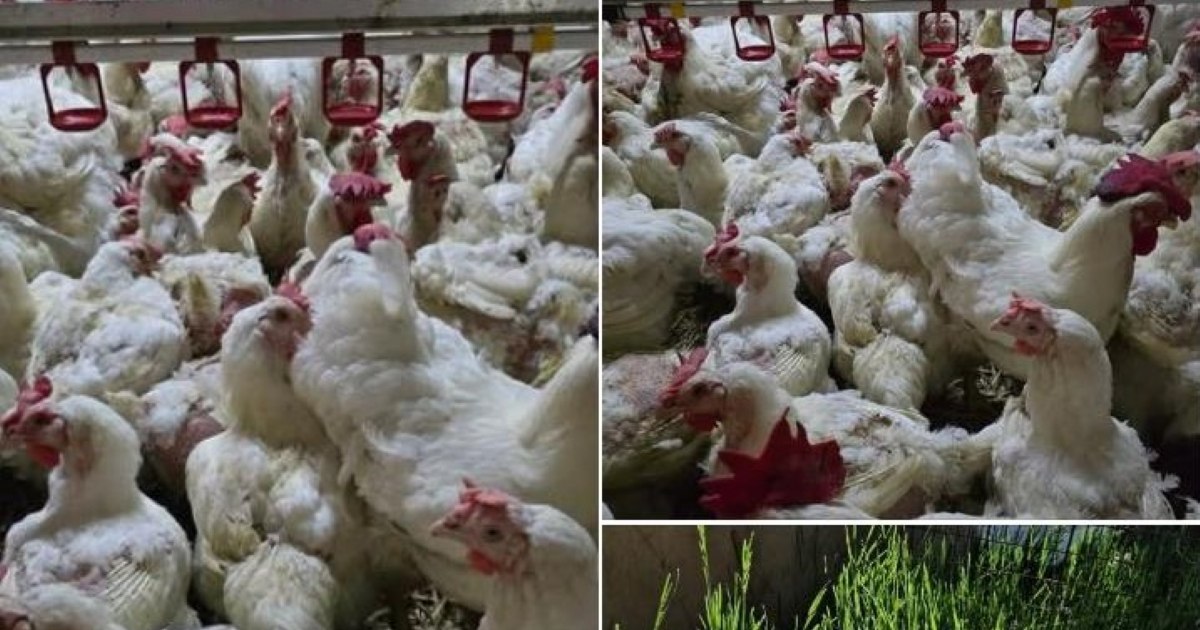 Un medic veterinar a construit într-un sat din Botoşani „afacerea ...