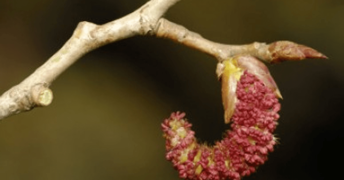 Mugurii de plop alungă bolile respiratorii