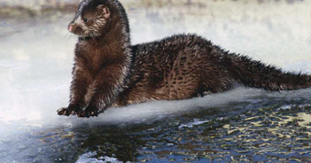 Coronavirusul circulă între oameni şi animale. Doi muncitori au luat ...