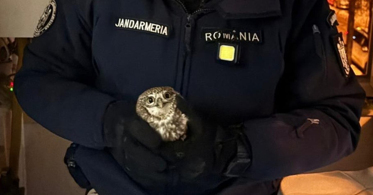 Barn owl enters Botosani apartment through ventilation pipe | News ...