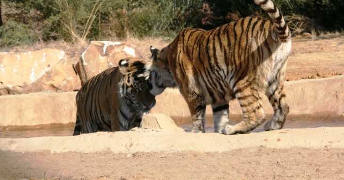 FOTO Tigrii de la ZOO Oneşti s-au mutat în casă nouă, la Lionsrock ...