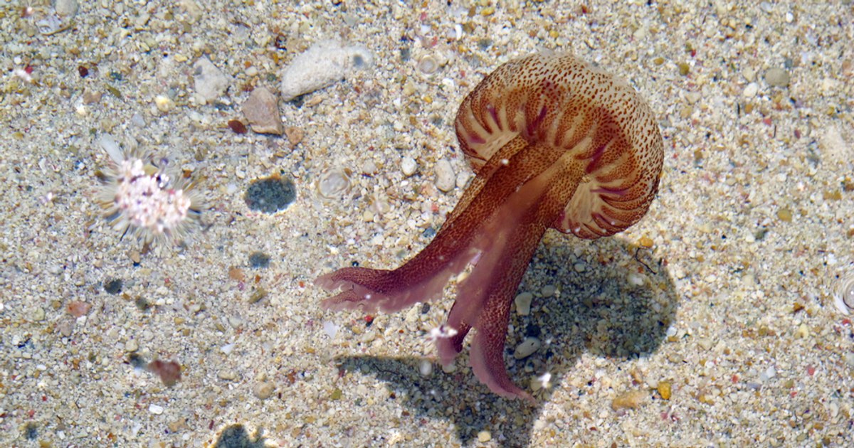 Primul ajutor în cazul în care ești înțepat de meduza mov, cea mai ...