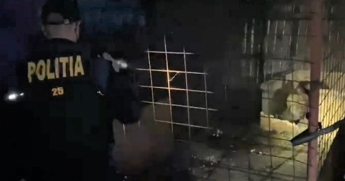 Bărbat reținut de polițiști după ce a pus un câine să se lupte cu un ...